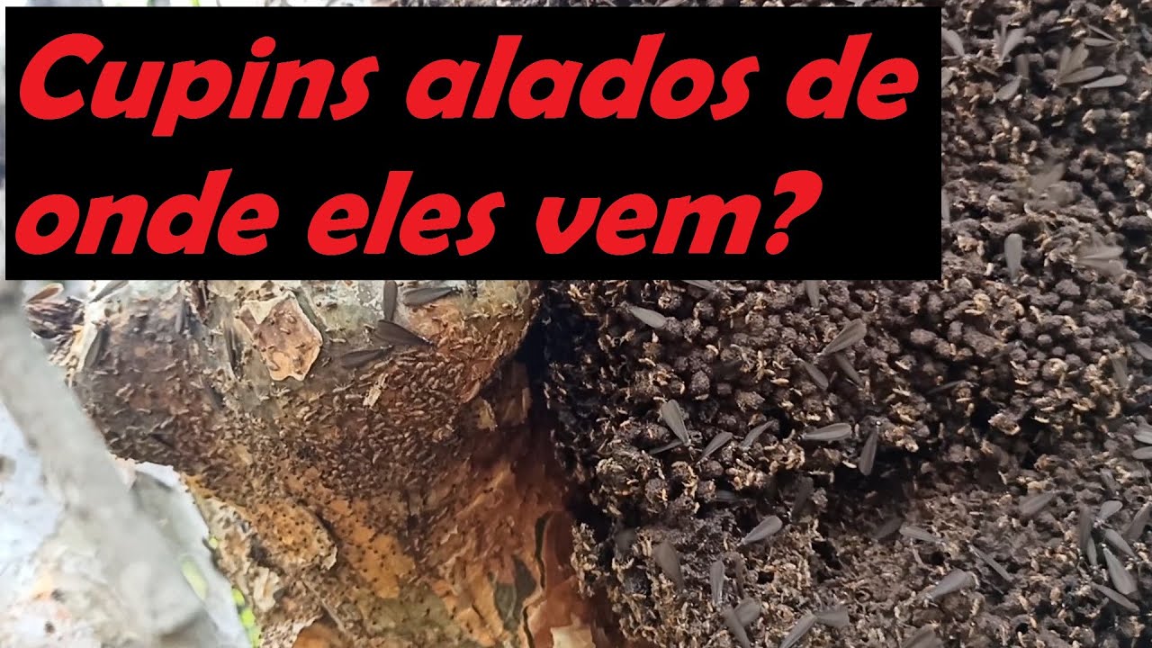 Cupins voadores? Veja a incrível revoada dos cupins alados. - YouTube