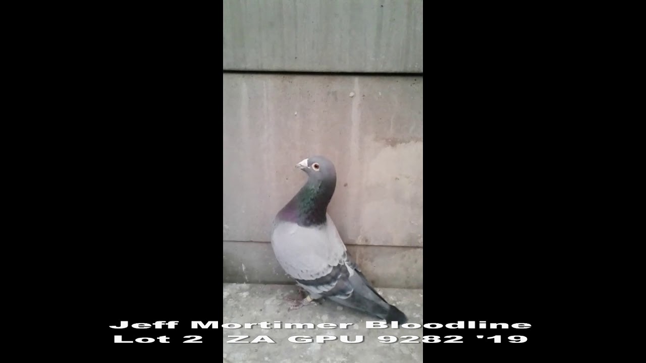 Billy Kitchenbrand Mortimer Pair Lot 2 ZA GPU 9282 '19 - YouTube