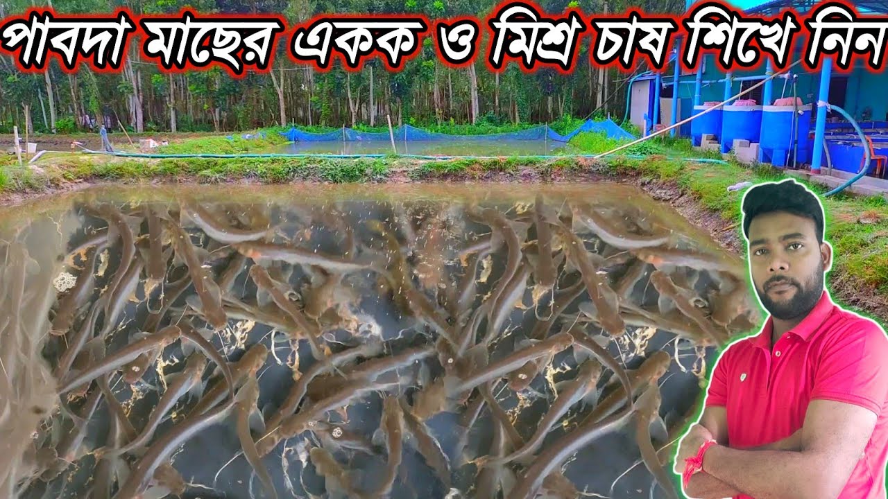 যে পদ্ধতিতে পাবদা মাছ চাষে বেশি লাভবান হওয়া যায় pabda fish single and ...