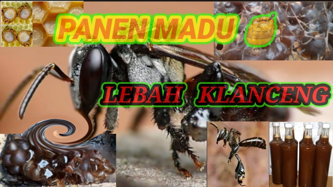 BUDIDAYA LEBAH KLANCENG || MADU KLANCENG KAYA AKAN MANFAAT ...