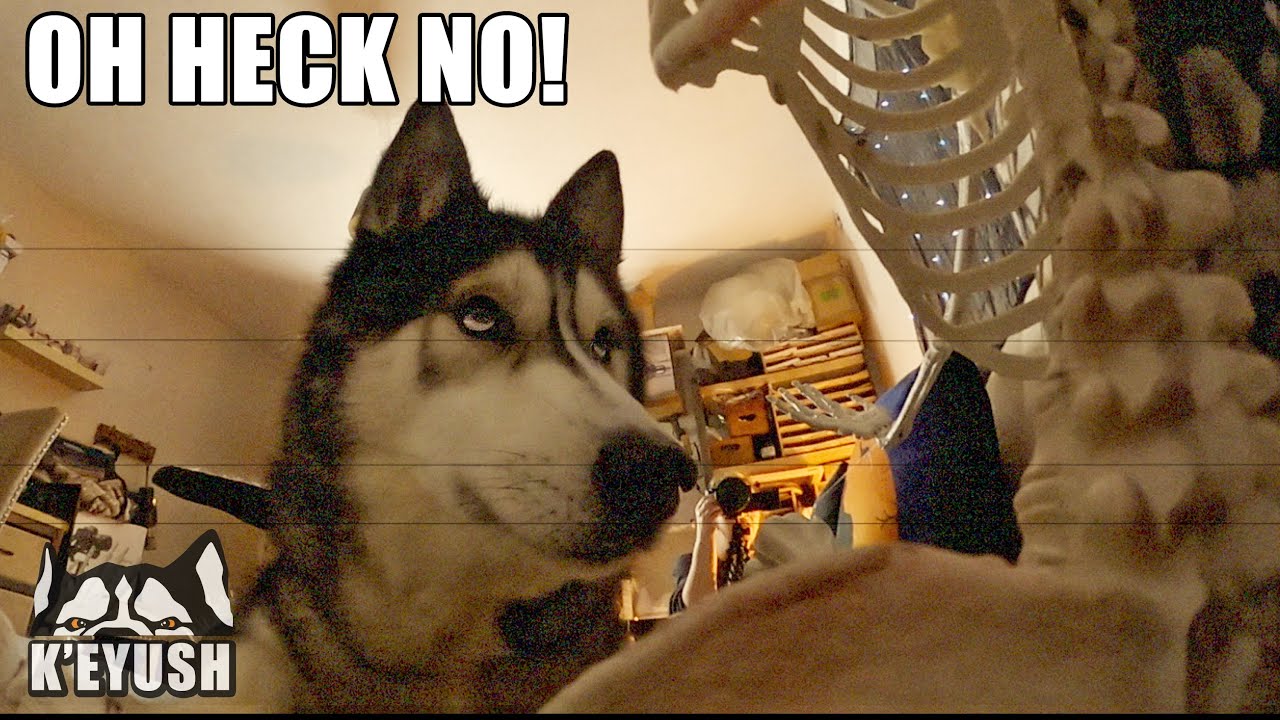 The Scariest Thing Happened To My Husky! Spooky Storytime! - YouTube