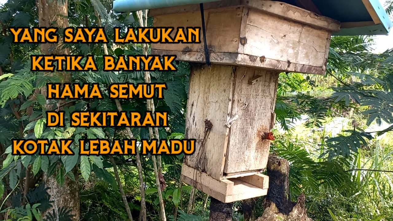 Pengendalian hama semut di kotak lebah madu , jenis lebah trigona itama ...