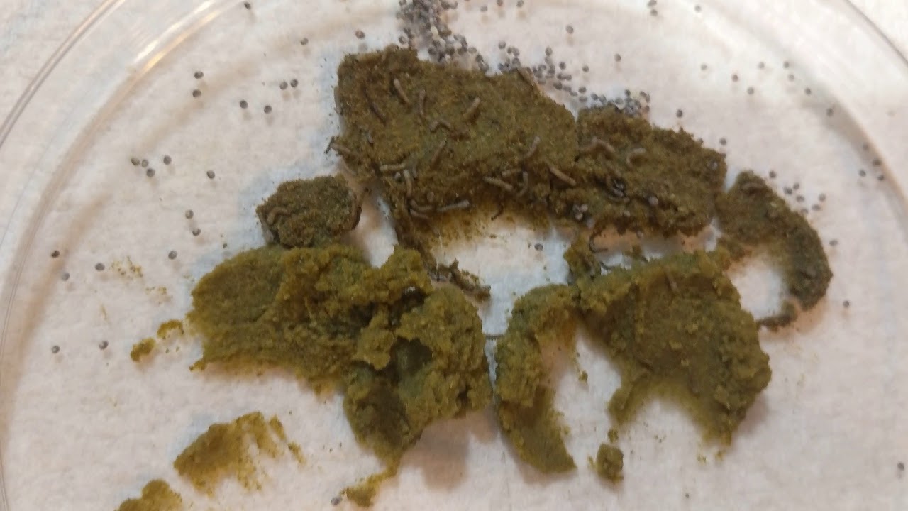 Silkworm Hatching Success - YouTube