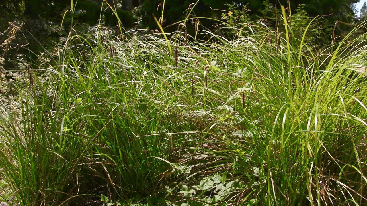 sedges - Carex spp. Identification and characteristics - YouTube