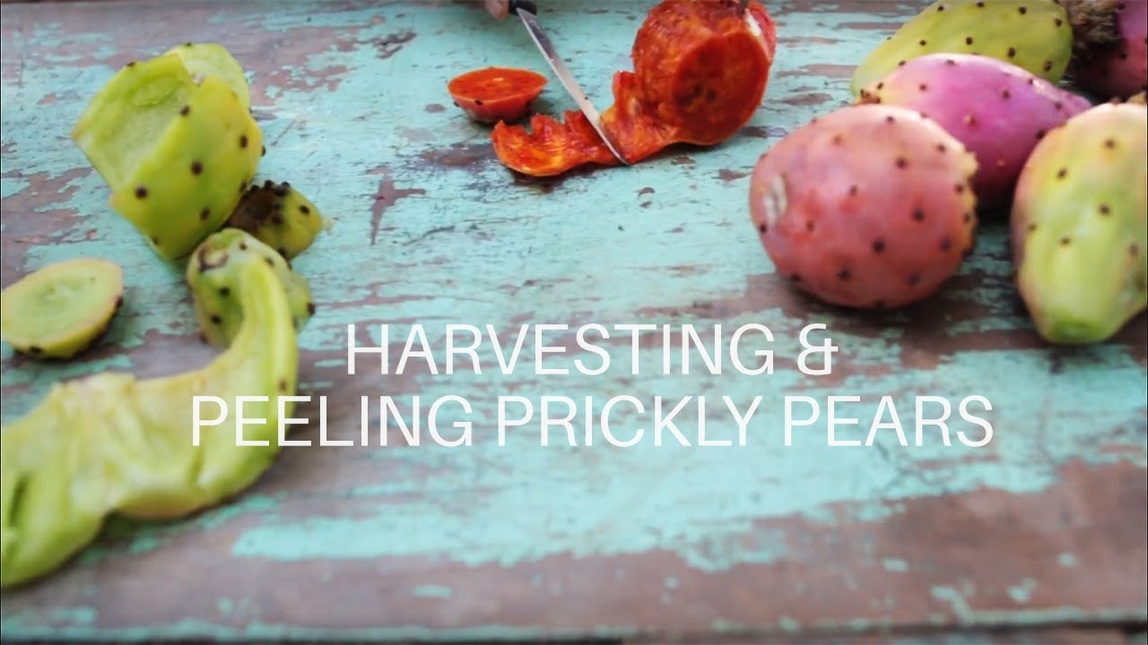 Harvesting & Peeling Prickly Pears - YouTube