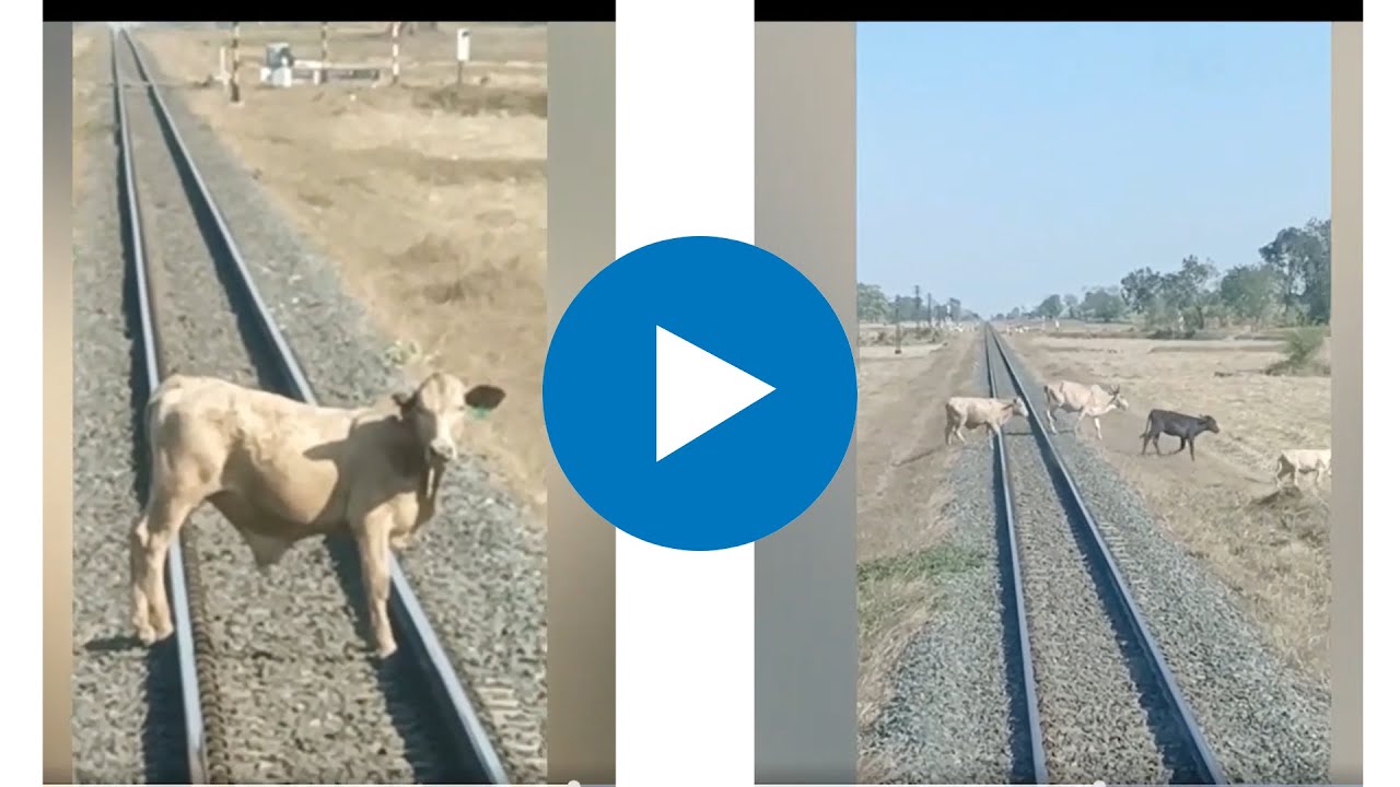 Train Accident | Train driver saves cow | cows thanks him #train #like ...