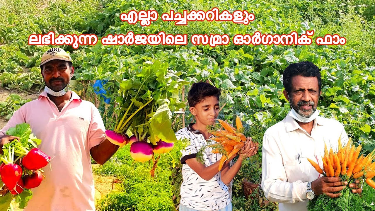 എല്ലാ പച്ചക്കറികളും ലഭിക്കുന്ന ഷാർജയിലെ സമ്രാ ഓർഗാനിക് ഫാം / Samra ...