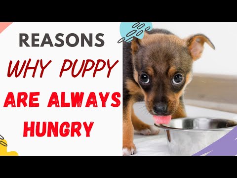 Why Is My Dog Always Hungry? (Explained and Answered) [Upd. 2 days ago]