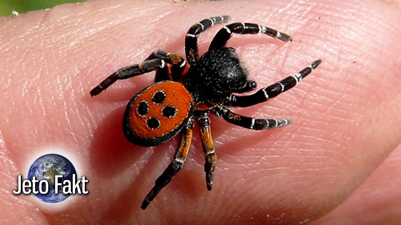 Nejjedovatější zvířata ČR - YouTube