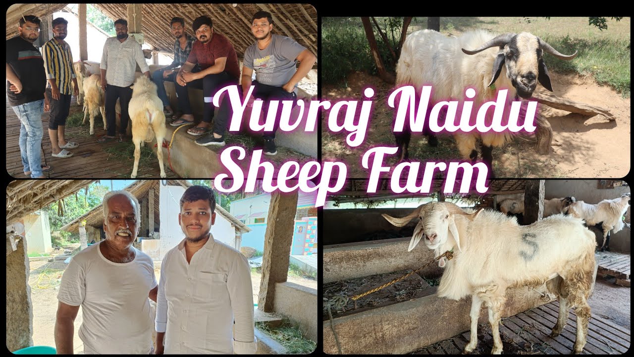 Yuvraj Naidu sheep Farm Bakrid Qurbani goat special Nellore judipi ...