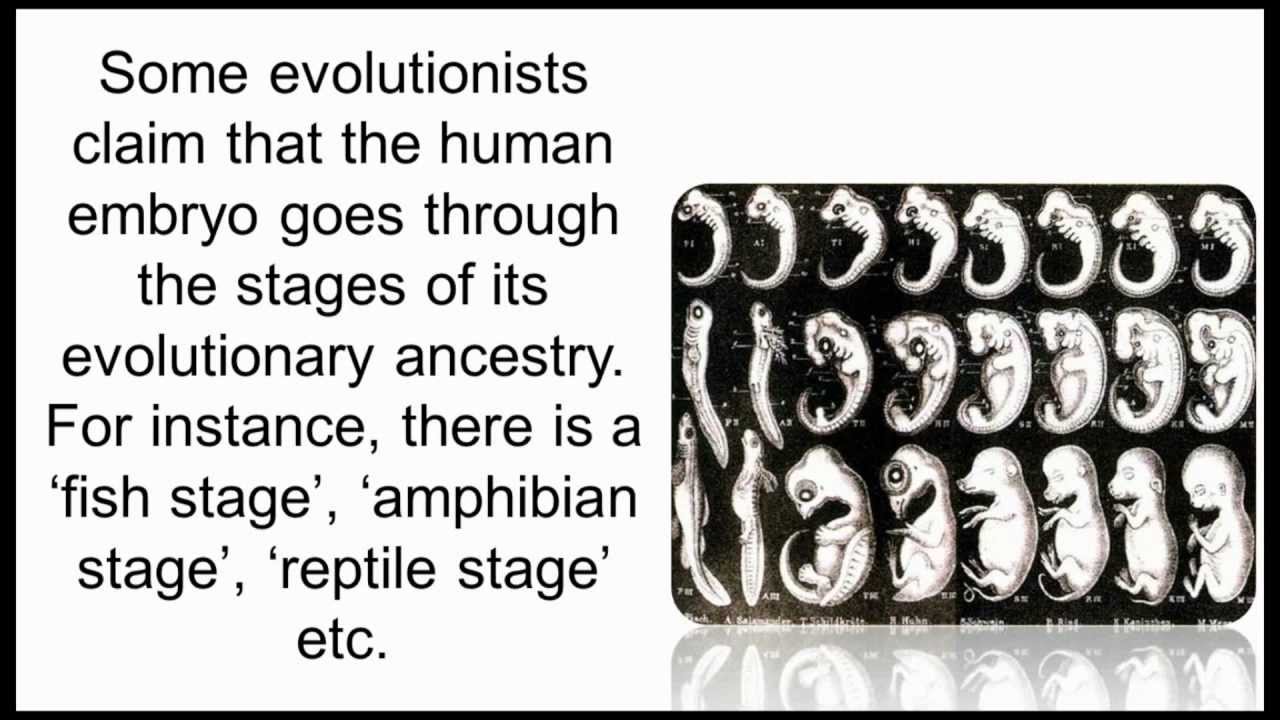 Embryology Evidence For Evolution YouTube Embryology Evidence For Evolution YouTube