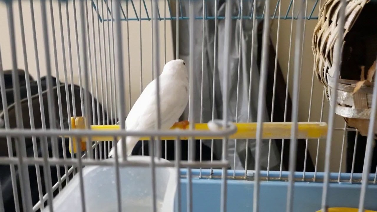 White Finch - YouTube