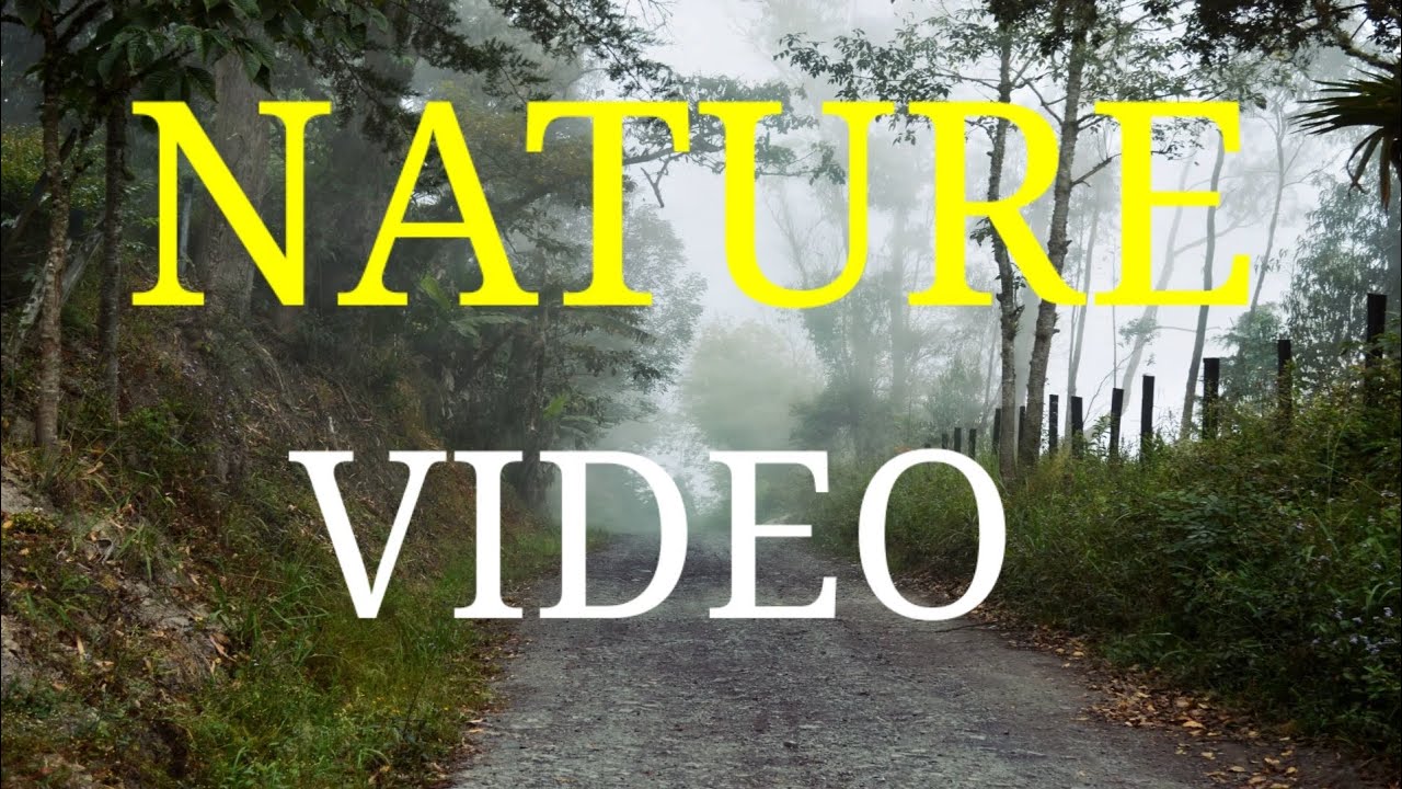 nature beauty full sort video.. 🌲🌳🌴🏝️... - YouTube
