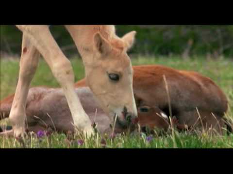 Foals at Frolic (Cloud: Wild Stallion of the Rockies 1 & 2) - YouTube