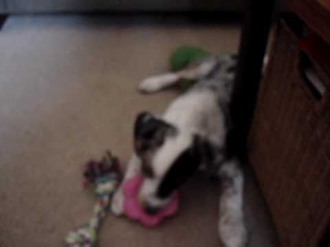 puppy eats camera - YouTube