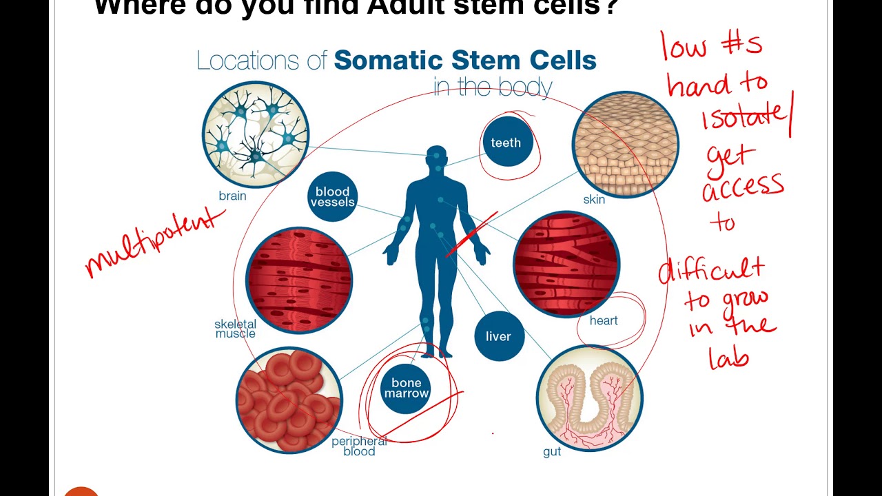 Stem Cells and therapeutic cloning - YouTube