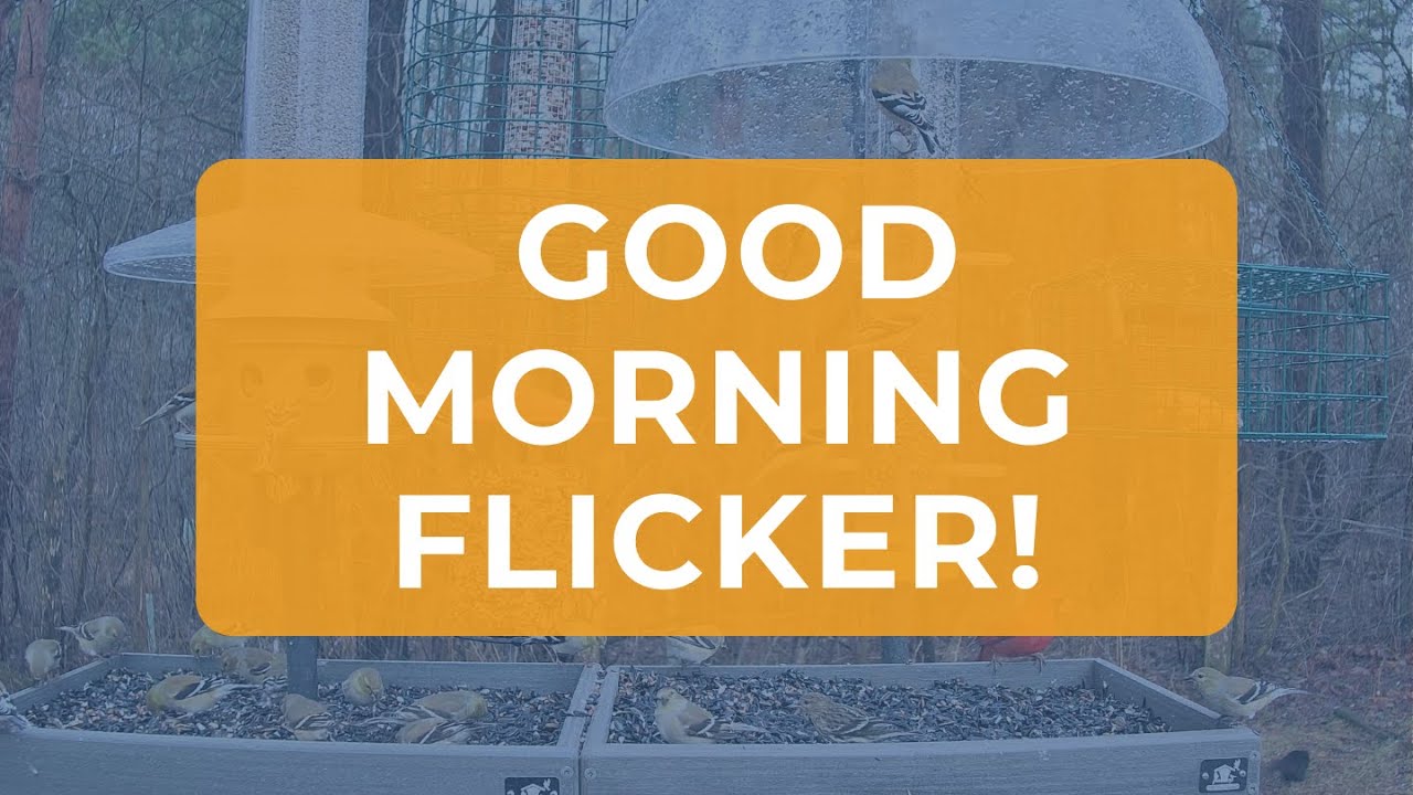 Good Morning Flicker! - YouTube