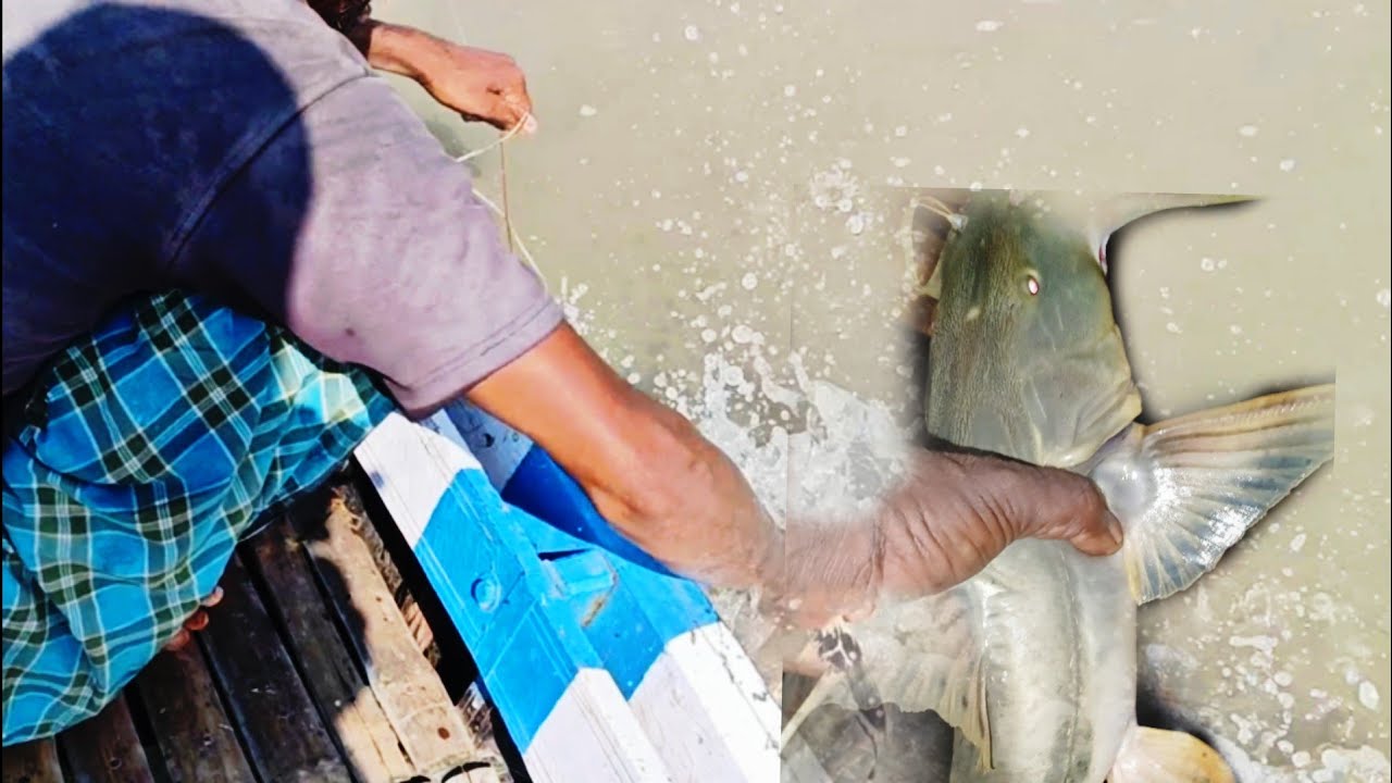 Fishing videos. Brahmaputra river Fishing video #fishing #fish . Assam ...