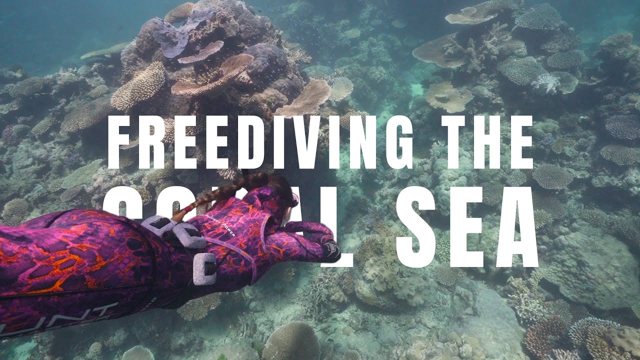 EPIC FREEDIVING The CORAL SEA | Huntress Reef Exploration - YouTube