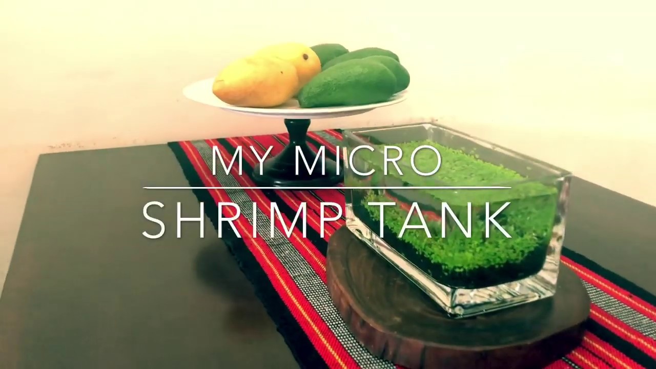 The SMALLEST, Minimalist Shrimp Tank Set-up! - YouTube