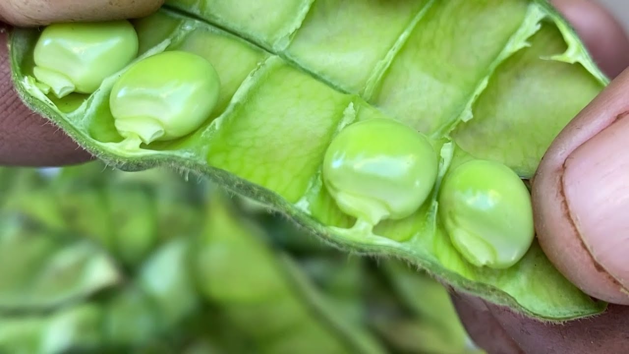 Hechos del Agro - Cultivo de alverja - YouTube