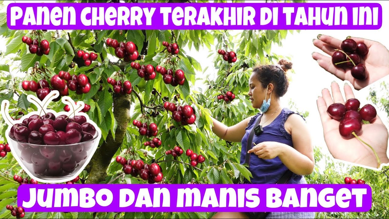 PANEN CHERRY JUMBO DAN MANIS PERTAMA KALI DI KEBUN CHERRY.. DILARANG ...