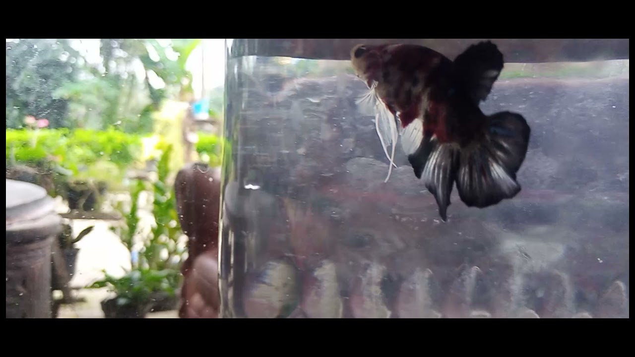 Info Cupang - YouTube