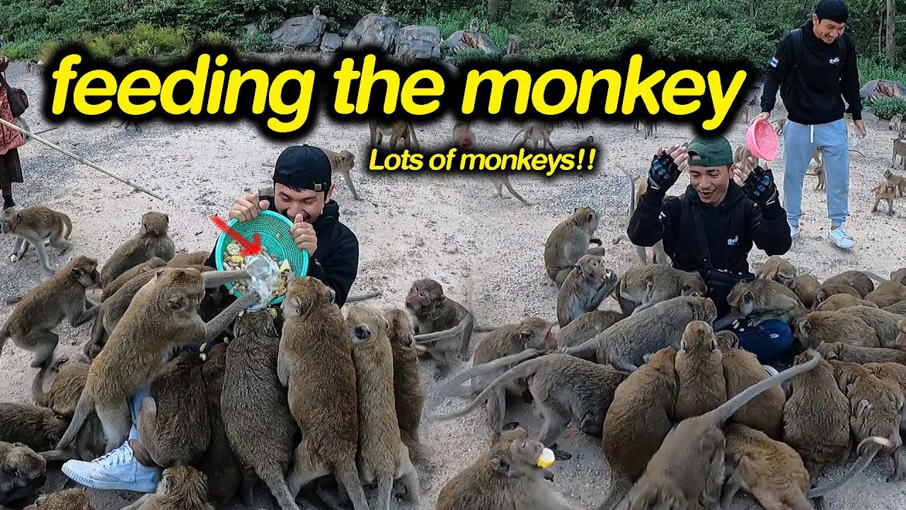 feeding the monkey Lots of monkeys!! - YouTube