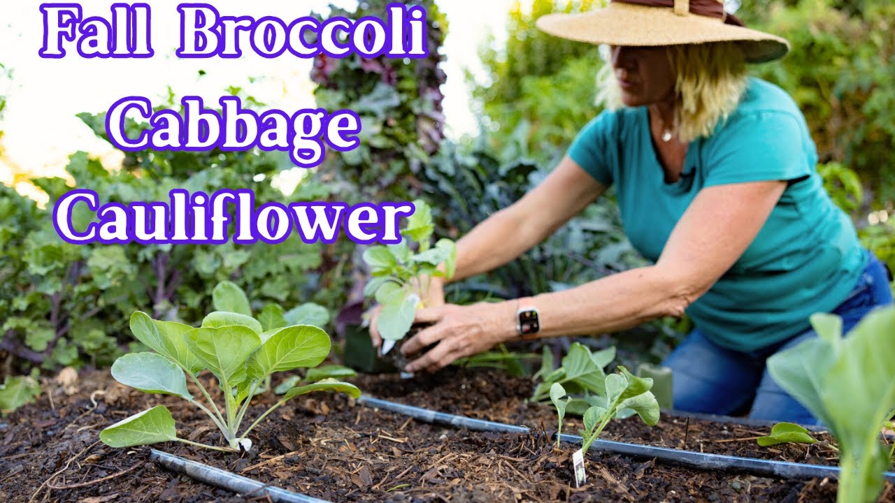 Fall Planting Guide to Growing Cabbage, Broccoli & Cauliflower - YouTube