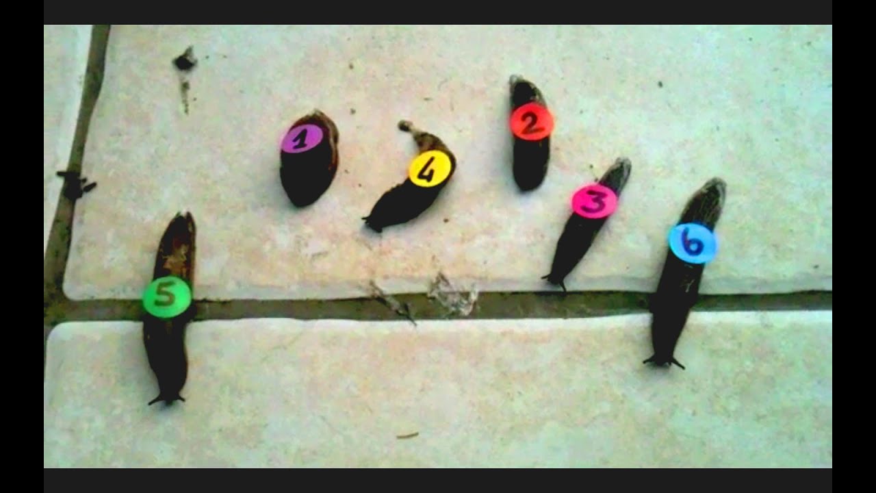 Slugs World Race 2010 - YouTube