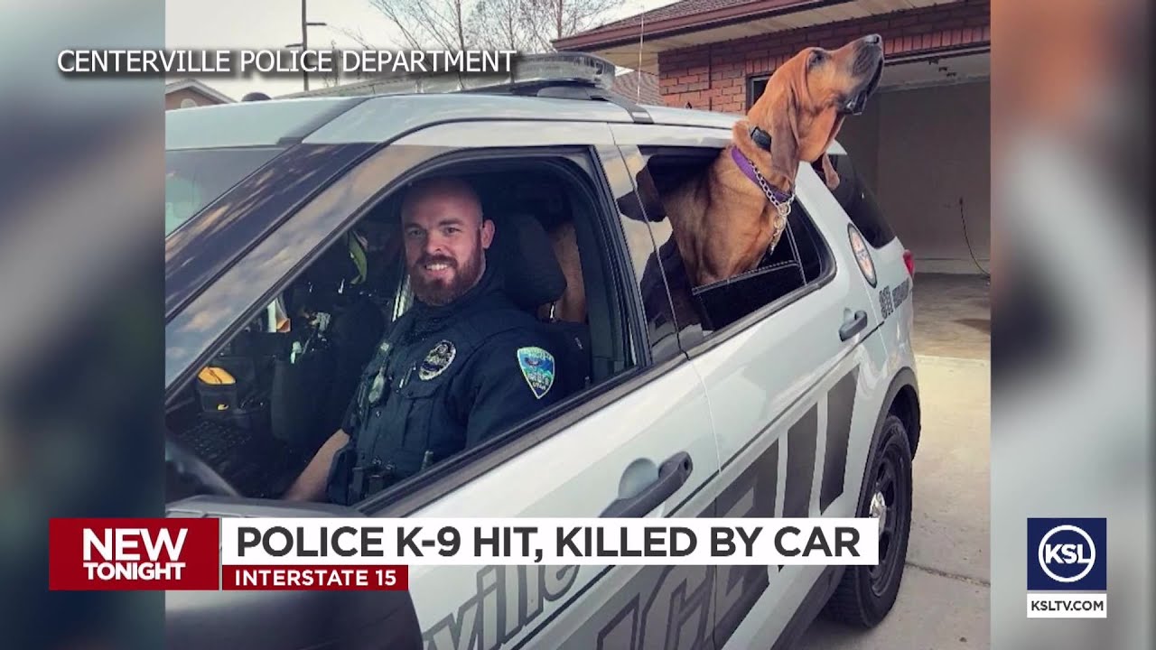 Centerville police mourn K-9 officer killed on I-15 - YouTube