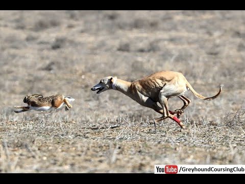 Irish greyhound coursing in Pakistan | Dog vs rabbit | Racing | Dogs ...