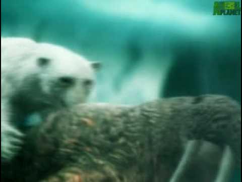 Animal Face-Off: Polar Bear vs. Walrus - YouTube