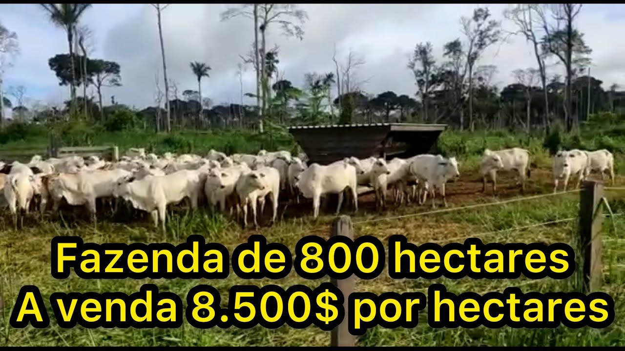 Fazenda à venda 800 hectares valor 8,500$ por hectares - YouTube