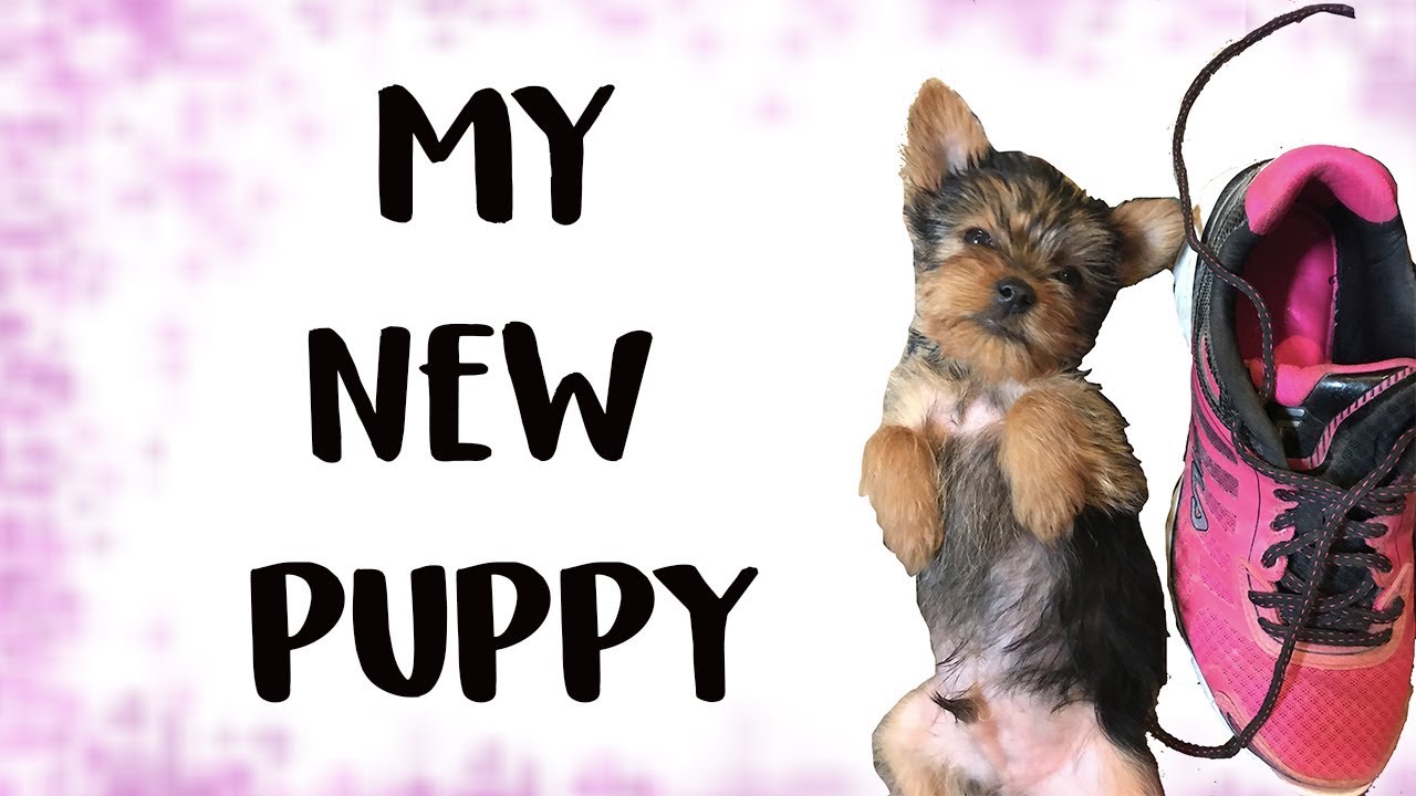 MY NEW 2 LB YORKIE PUPPY - YouTube