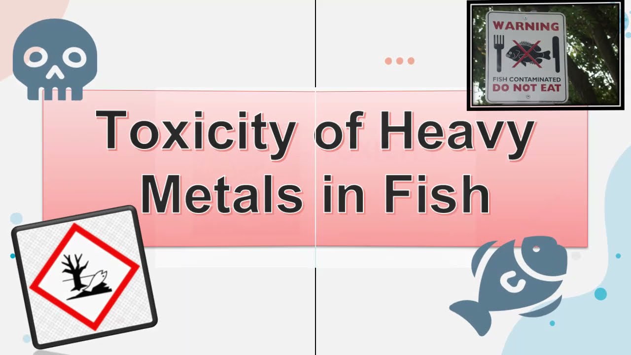 Toxicity of Heavy Metals in Fish - YouTube
