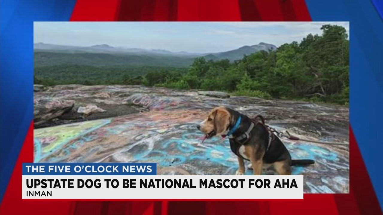 Upstate dog chosen as mascot for American Heart Association - YouTube