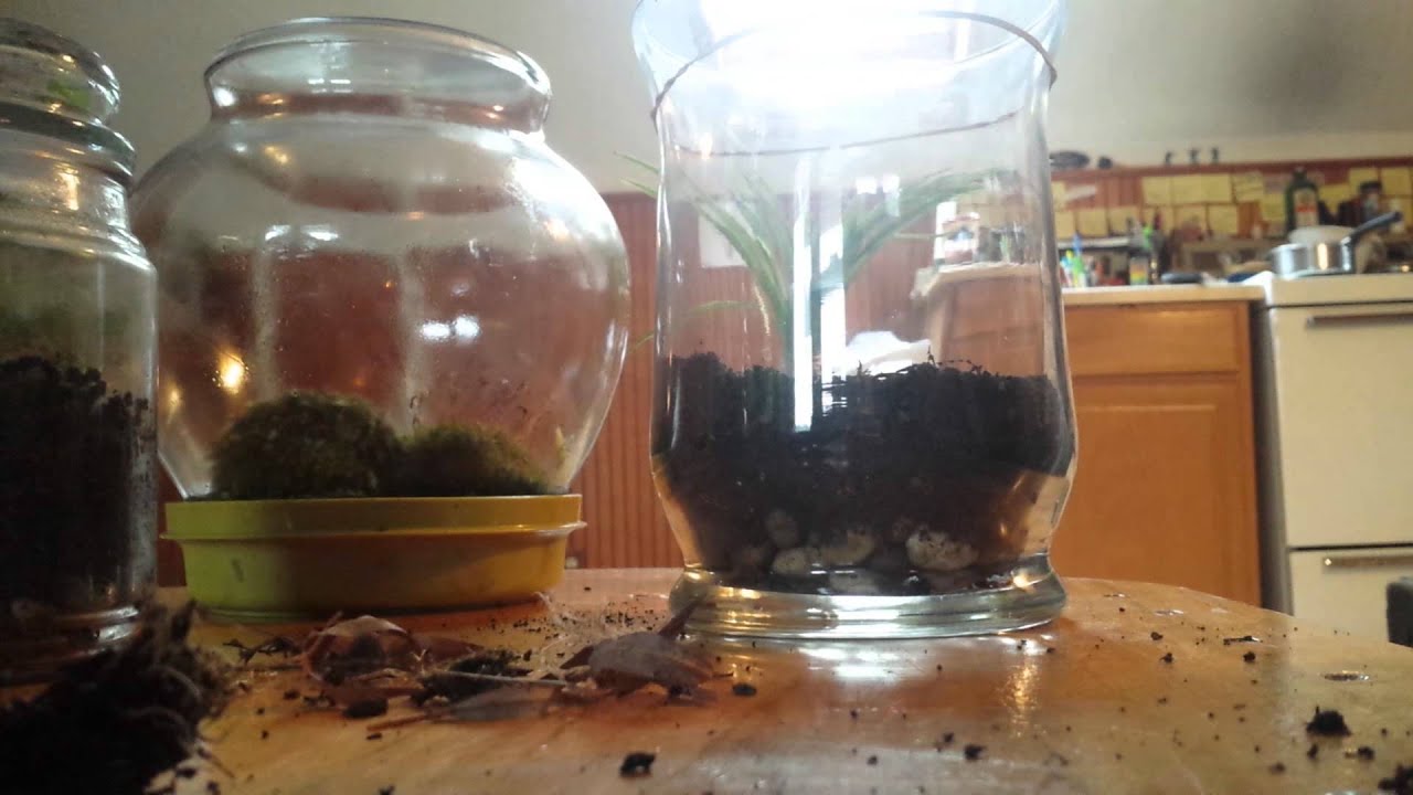 How To Make A Sealed Terrarium In A Jar at Mary Smithey blog