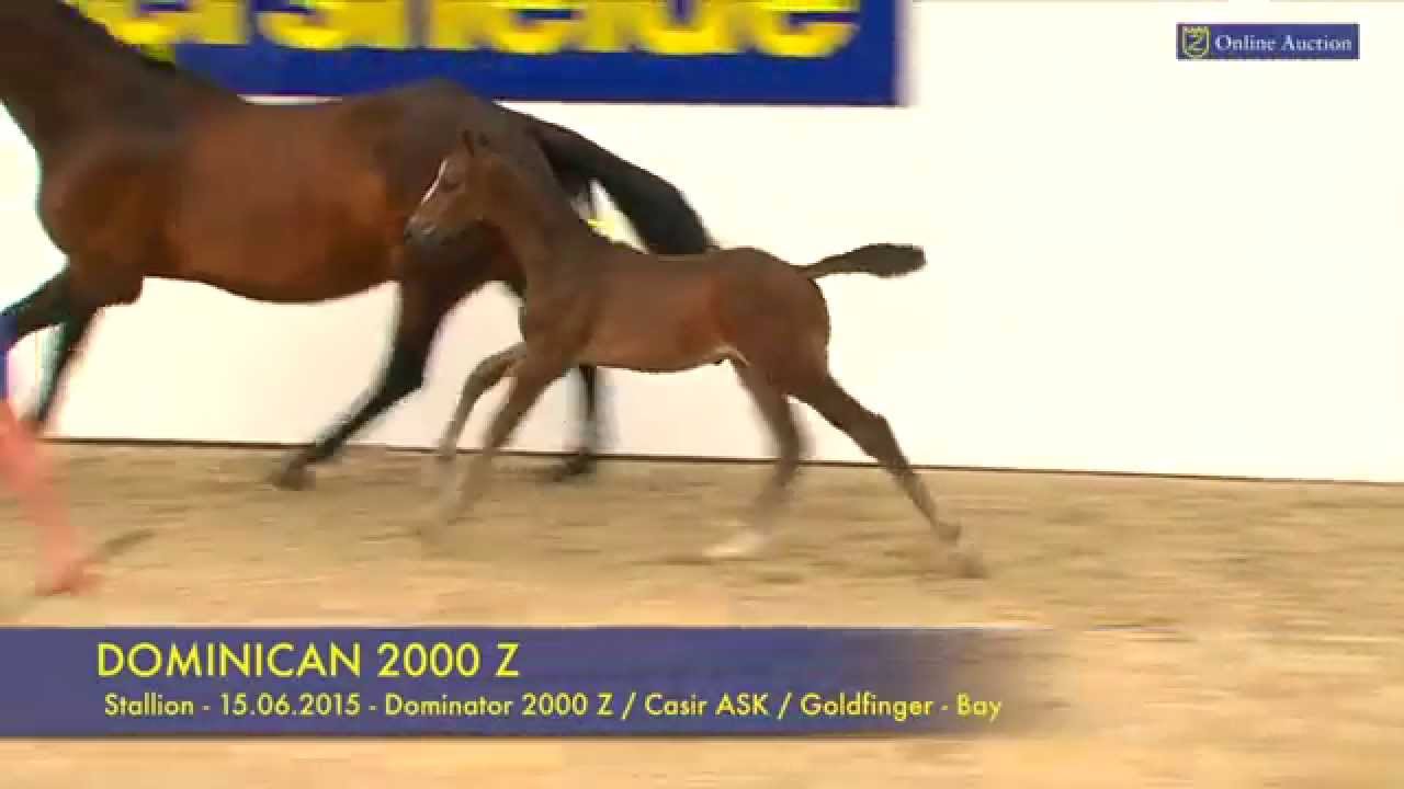 DOMINICAN 2000 Z - stallion - Dominator 2000Z/ Casir ASK/ Goldfinger ...