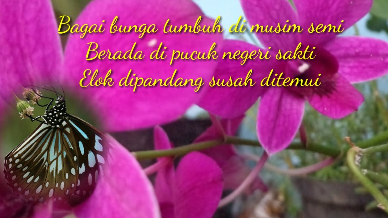 Bunga tropika - YouTube