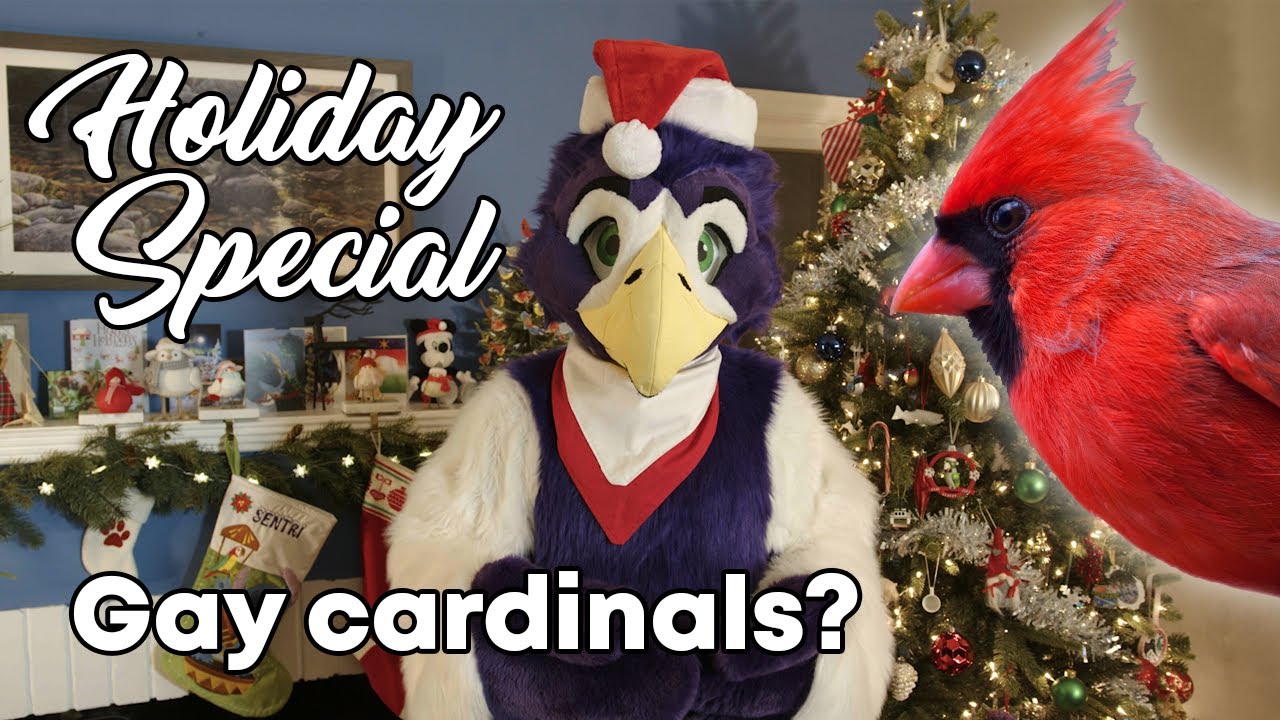 Holiday Special: Gay Cardinals and Dimorphism - YouTube