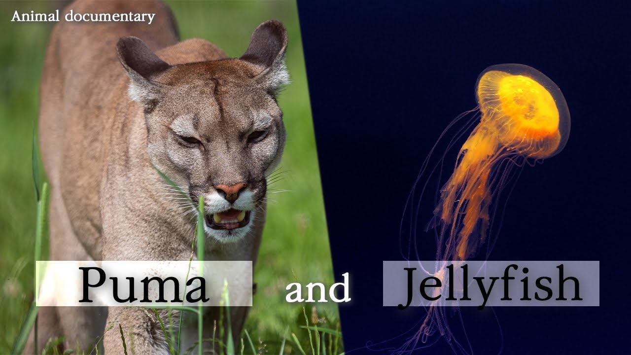 Puma, Jellyfish [Animal Documentary] - YouTube