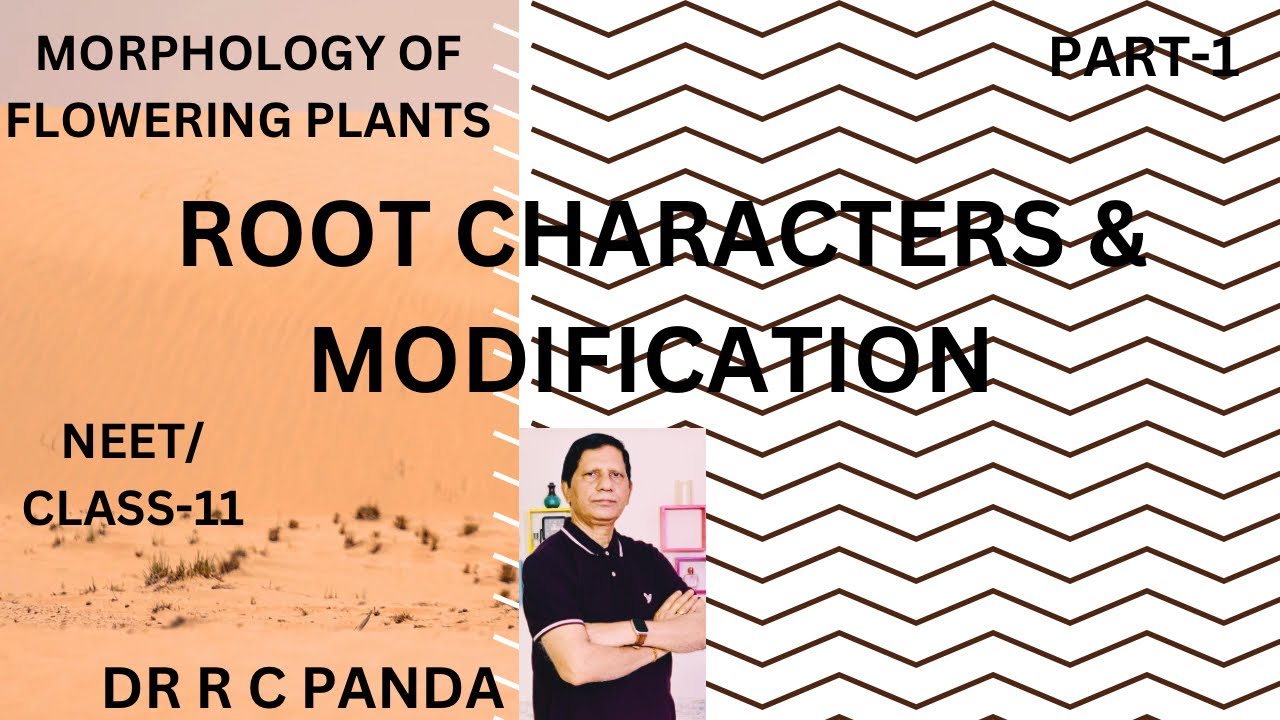 ROOT CHARACTERS AND MODIFICATIONS OF TAP ROOT | MORPHOLOGY OF FLOWERING PLANTS | NEET| Dr Panda ...