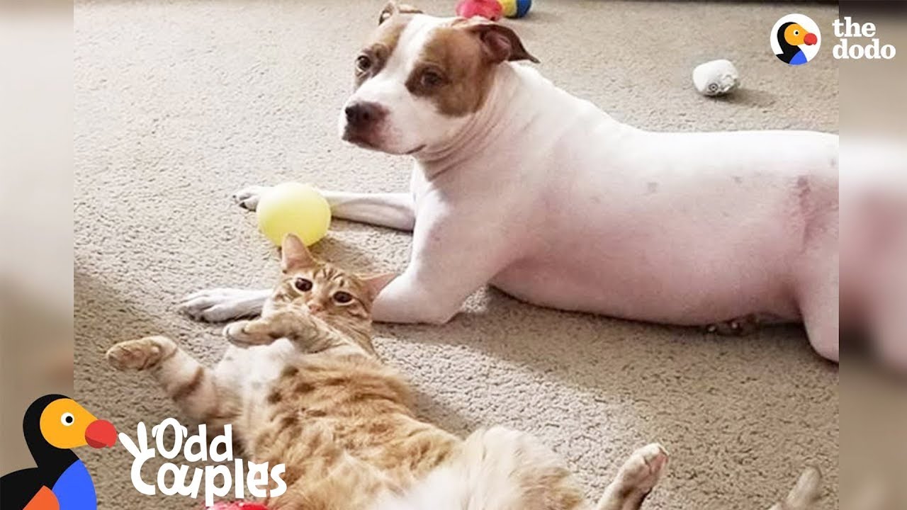 Dog and Cat Secretly Hang Out When No One is Looking - ELMO & EMMA ...