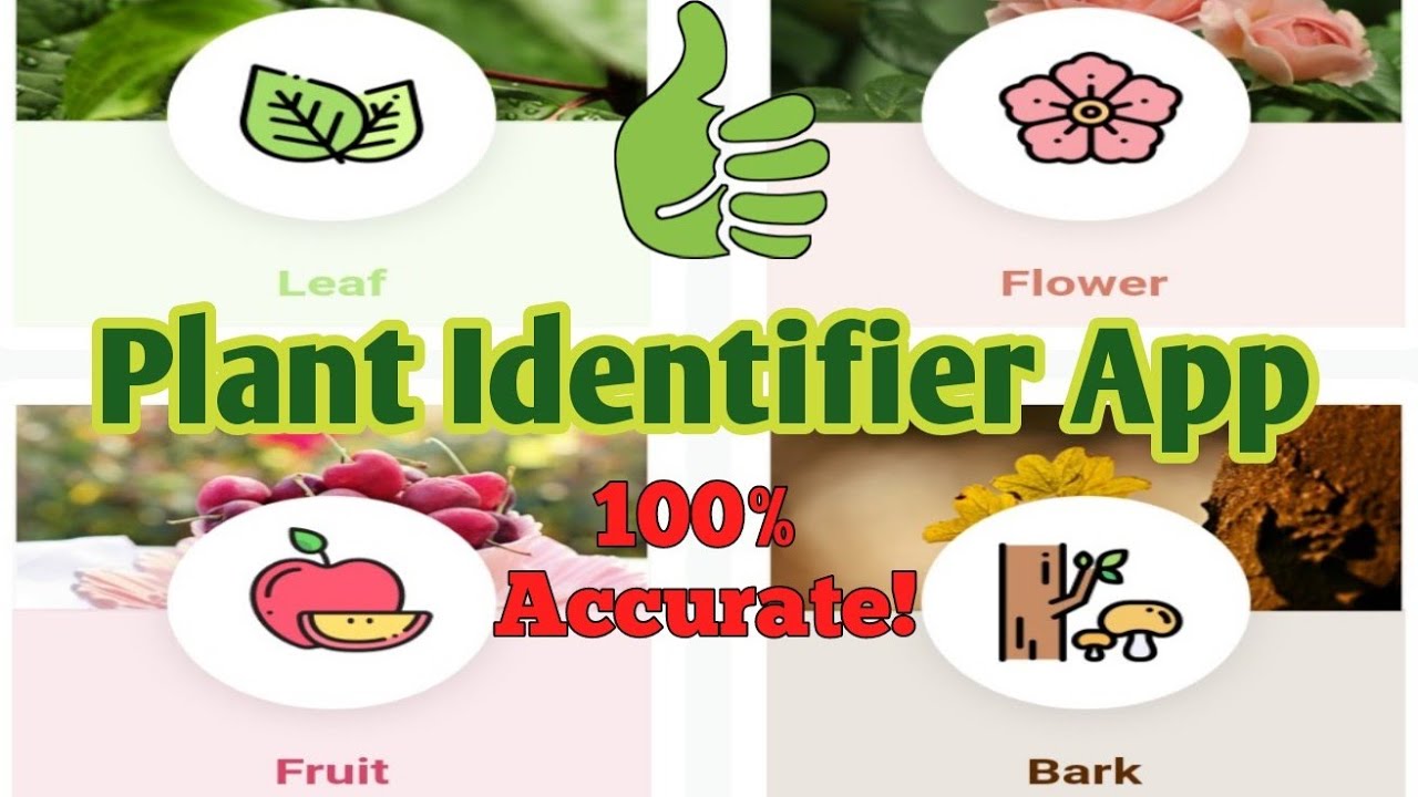 How To Identify a Plant Using Android Phone | LEAFSNAP PLANT IDENTIFIER ...