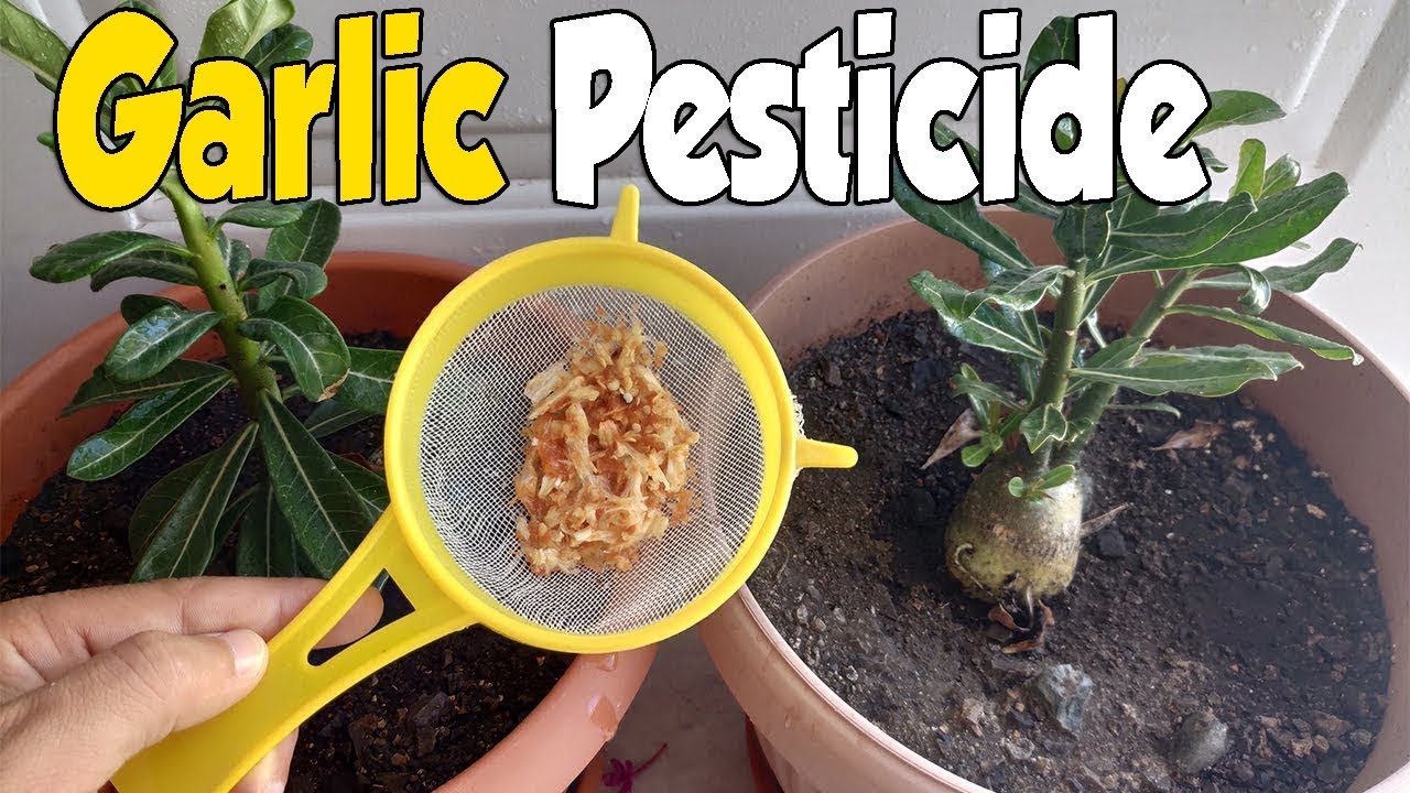 🐛Easy and Effective Natural PESTICIDE for Any Plants | Organic ...