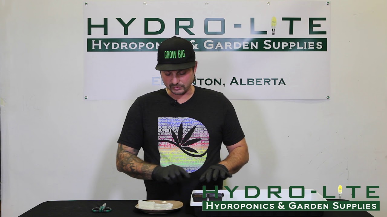 #8 Placing your Seeds in Rapid Rooters - Hydro-lite Hydroponics - YouTube
