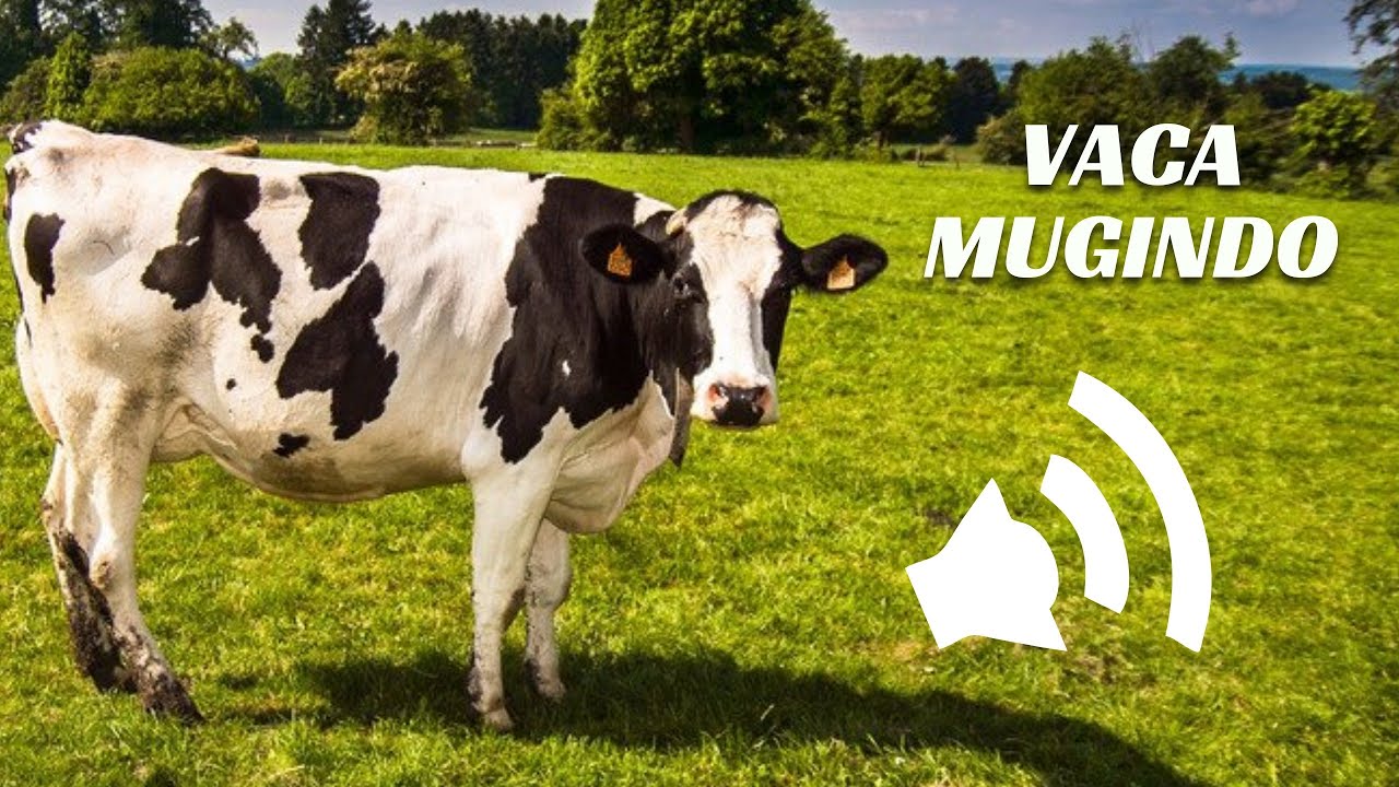 Som de Vaca Mugindo - Vaca Berrando - YouTube