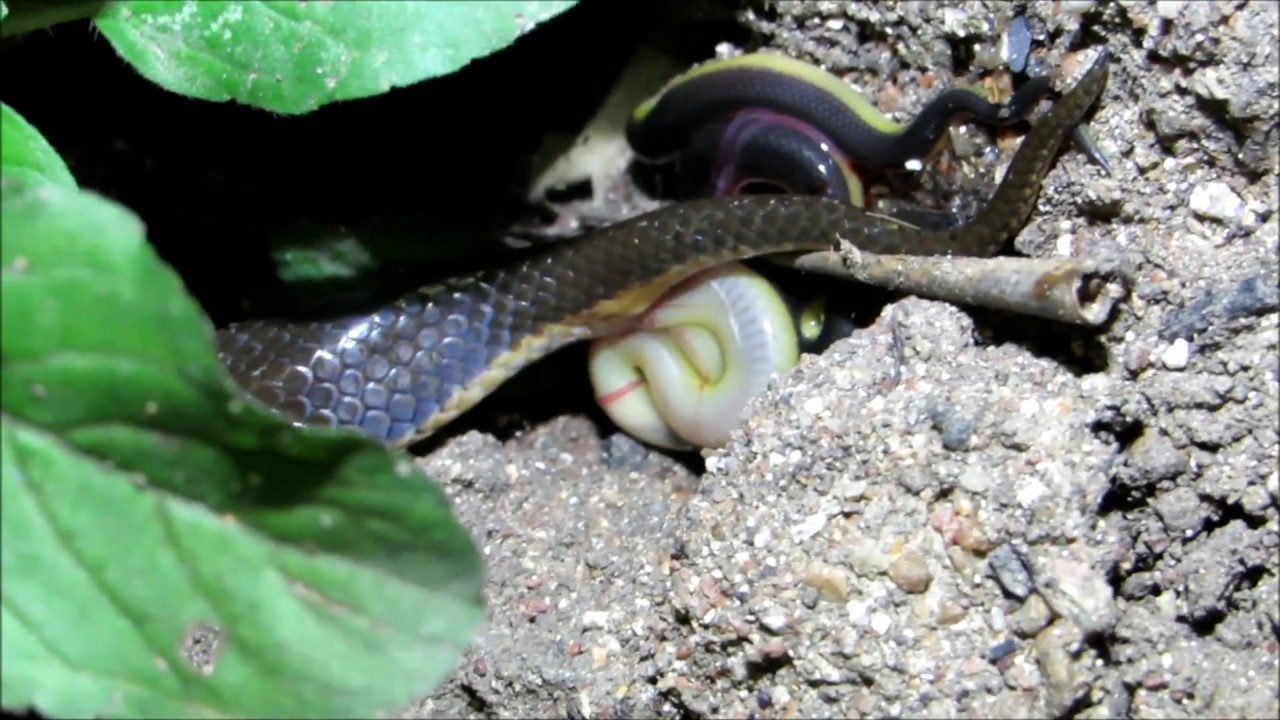 Snake gives birth to a dozen of live young (งูปลิงออกลูกเป็นตัว) - YouTube