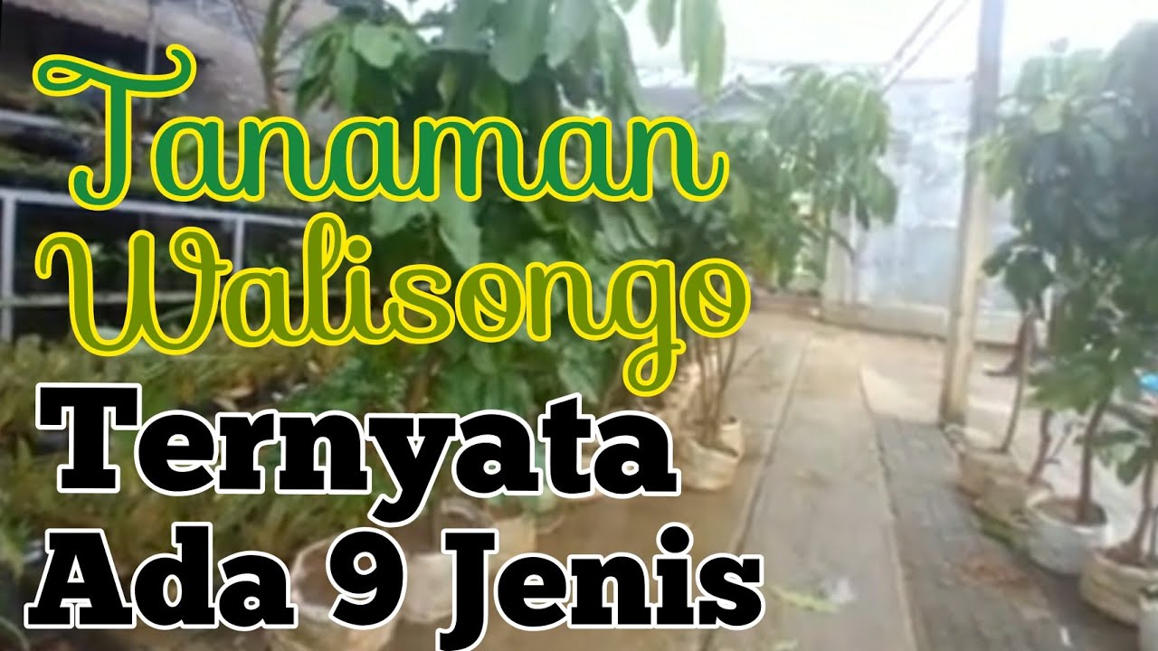 9 Jenis Tanaman Walisongo Dan Detail Lengkapnya - YouTube